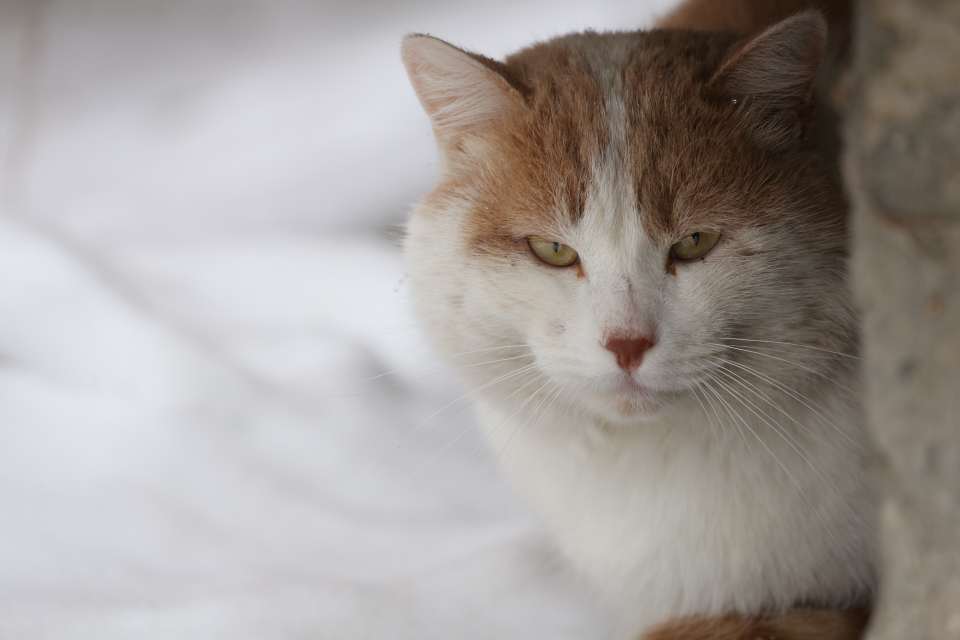 9 Most Common Health Problems For Turkish Vans & Tips - Pet Safekeeping
