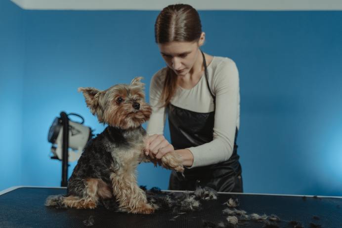 The Smelly Truth About Cairn Terriers And Tips - Pet Safekeeping