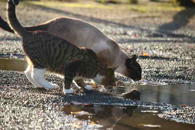 9 Benefits Of Water For Siamese Cats - Pet Safekeeping