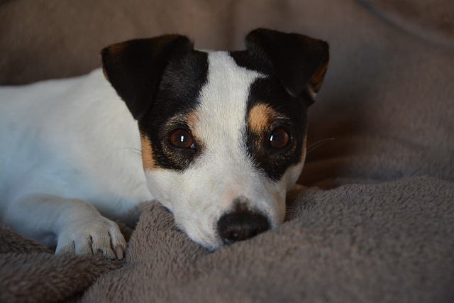 9 Tips For Leaving Jack RusseIls Alone Safely - Pet Safekeeping