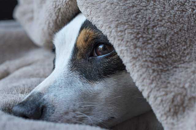 10 Common Jack Russell Anxiety Symptoms, Causes & Tips - Pet Safekeeping