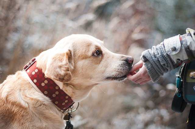 Is My Dog Healthy: 12 Physical Signs Of A Healthy Dog & Tips - Pet ...