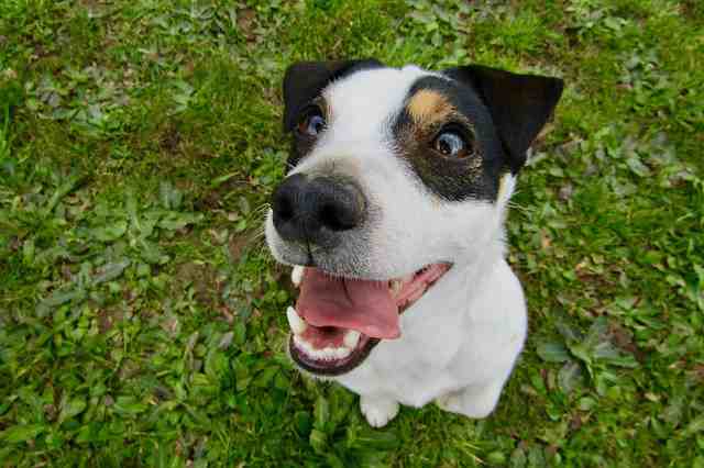 Are Jack RusseIls Aggressive: 9 Causes And Solutions - Pet Safekeeping