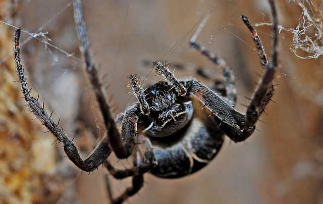 Do Dogs Eat Spiders: Potential Dangers For Dogs - Pet Safekeeping