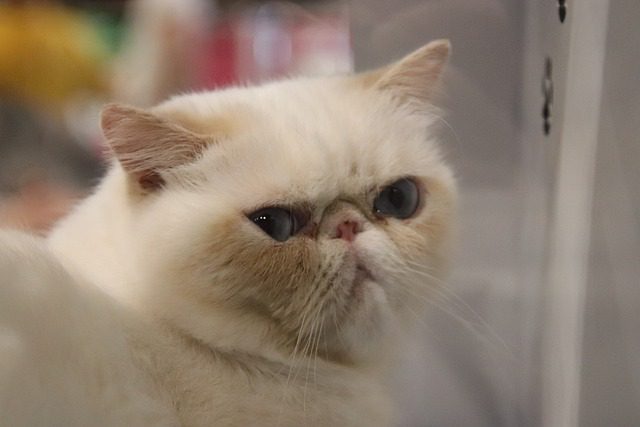 10 Potential Factors Affecting Fertility In Fixed Male Cats & Tips ...