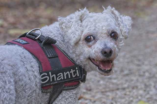 16 Factors Contributing Aggressive Behavior In Bichons & Fix - Pet ...