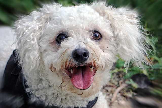 10 Common Reasons Why Bichon Frise Cry So Much And Fix - Pet Safekeeping