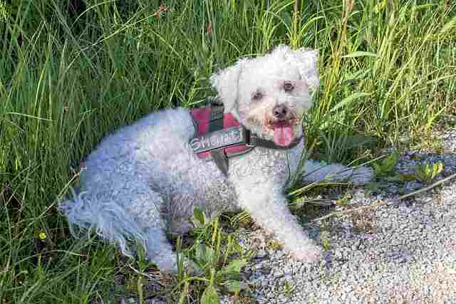 15 Most Common Bichon Frise Old Age Problems & Care Tips - Pet Safekeeping