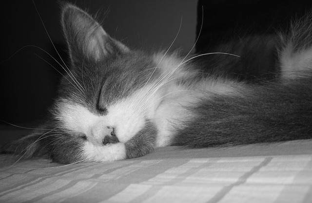 9 Common Reasons Why Cats Shed Their Whiskers & Tips - Pet Safekeeping