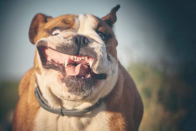Can Dogs Get Cavities: 9 Causes, Symptoms & Dental Care For Dogs - Pet ...