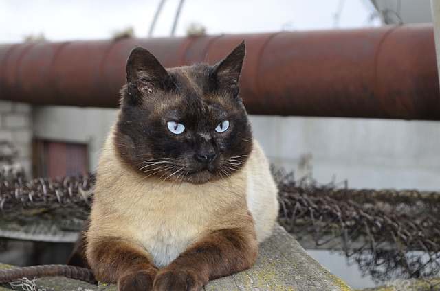 Red Siamese Cats: 20 Essential Care And Maintenance Tips - Pet Safekeeping