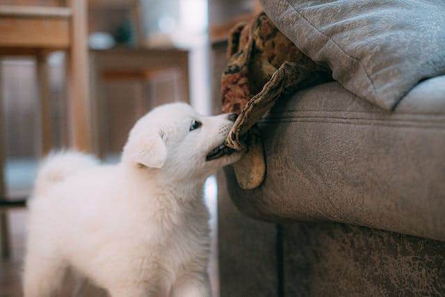 13 Most Common Dog Behavior Problems And Helpful Tips - Pet Safekeeping