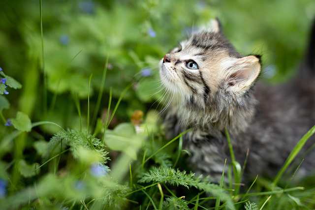 How Do Cats Get Lost: 10 Common Reasons Why And Tips - Pet Safekeeping