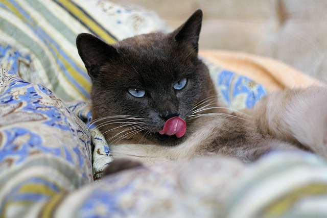 Why Do Cats Get Jealous: 10 Common Triggers And Tips - Pet Safekeeping