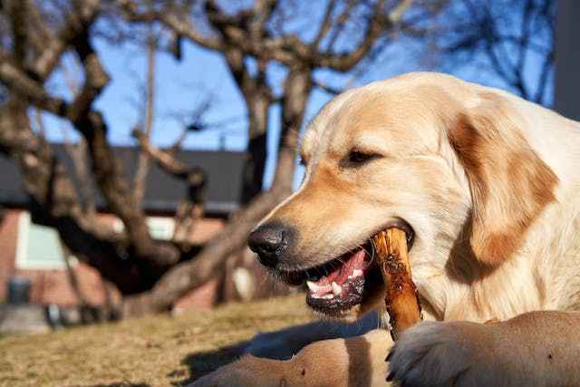 Why Do Dogs Eat Wood: 10 Most Common Reasons And Tips - Pet Safekeeping