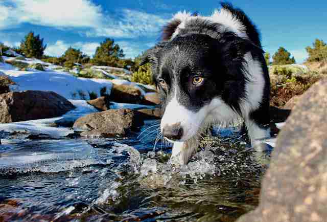 9 Possible Reasons Why Your Dog May Chew On Rocks And Tips - Pet ...