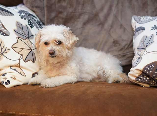 18 Effective Steps On How To Rehome Your Dog - Pet Safekeeping