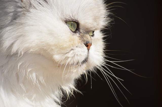 Unneutered Male Cat Face: Physical Features & Their Behavioral ...