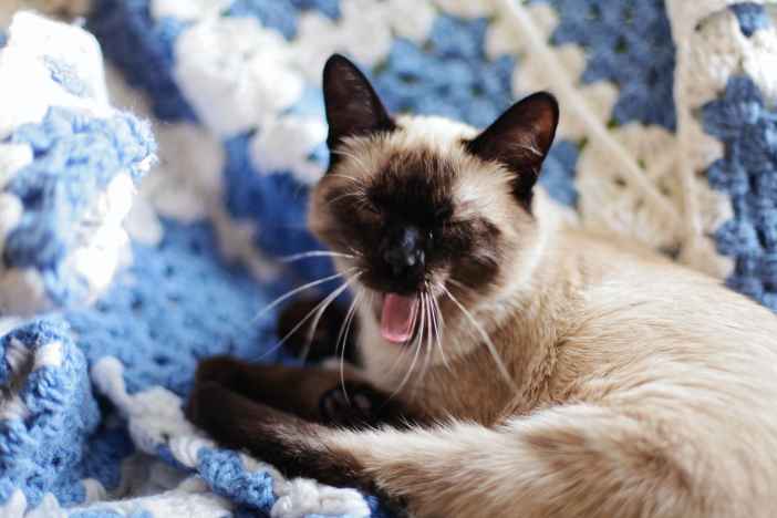 My Cat Has Dry Skin And Dandruff: 10 Causes, Signs, Tips & Remedies ...