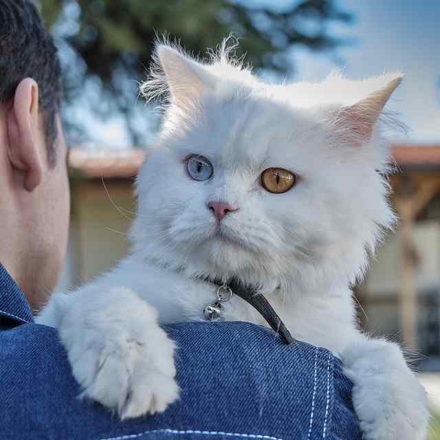 10 Possible Reasons Why Your Cat Meow When You Pick Him Up & Tips - Pet ...