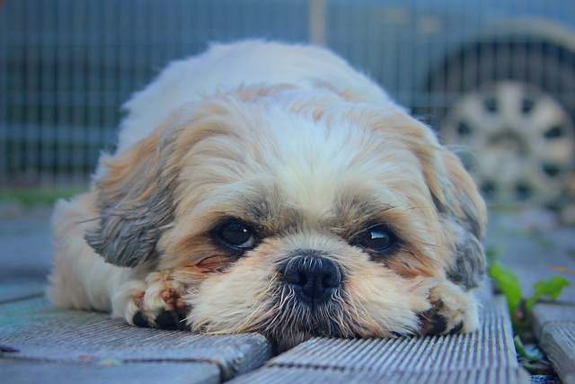 Can Dogs Grieve: 10 Signs To Look out For & Advice To Help A Grieving ...