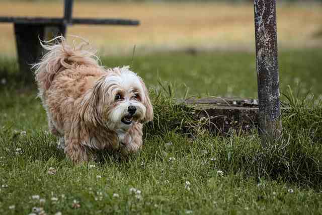 Can Dogs Get Scabies: 10 Signs, Diagnosis, Treatment & Prevention - Pet ...