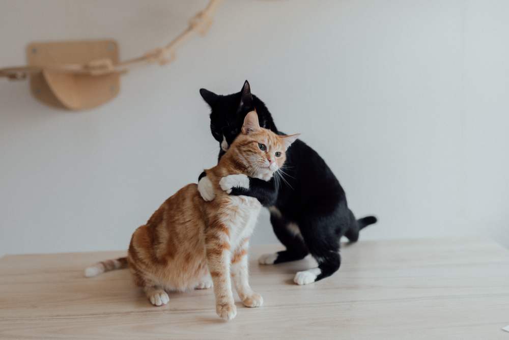 Male Cat Suddenly Aggressive Towards Female: 10 Reasons & Tips - Pet ...