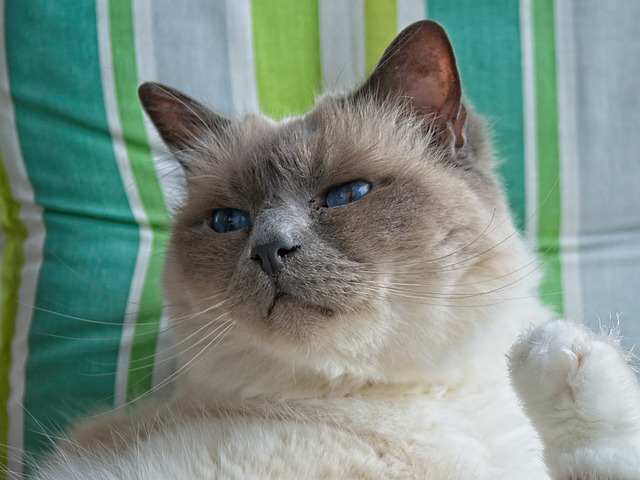 My Cats Mouth Is Swollen: 10 common Causes, Signs, Treatment & Tips ...