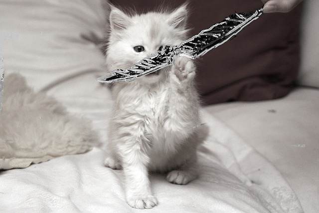 Why Does My Cat Scratch Himself Till He Bleeds: 10 Reasons & Treatment ...