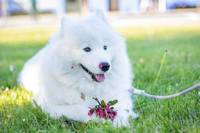 The Enigmatic White Dog With Curly Tail: A Comprehensive Guide - Pet ...