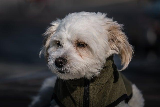 Which Dog Breed Sheds The Least? The Ultimate Guide To Low-Shedding Dog ...