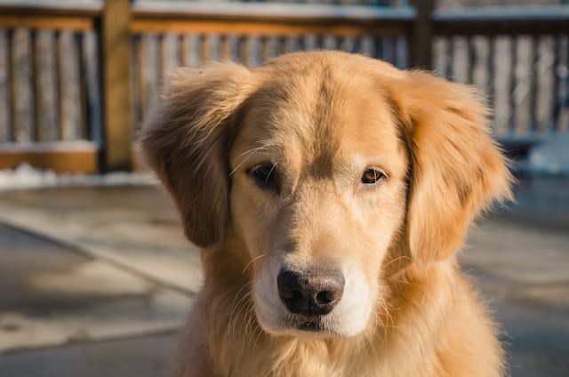 The Kentucky State Dog: A Tribute To The Plott Hound - Pet Safekeeping