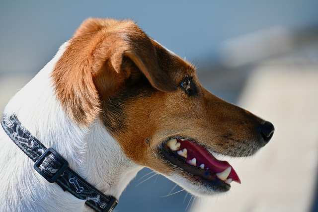 The Jack Russell Terrier Mixed With Lab: A Perfect Blend Of Energy ...